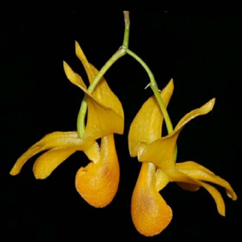 Dendrobium chrysocrepis sp. – EXOTICA ORCHIDS