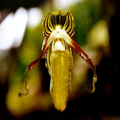Paph. ooii Sp. – EXOTICA ORCHIDS