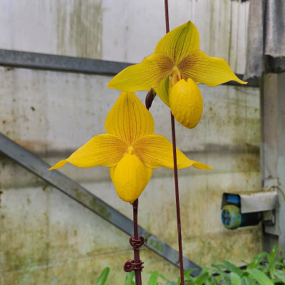 Paph. Doll Goldii – EXOTICA ORCHIDS
