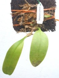 Bulbophyllum pulchellum sp. – EXOTICA ORCHIDS