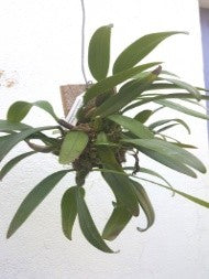 Bulb. Longissimum X Bulb. Pingtugense Bushy Plant – EXOTICA ORCHIDS