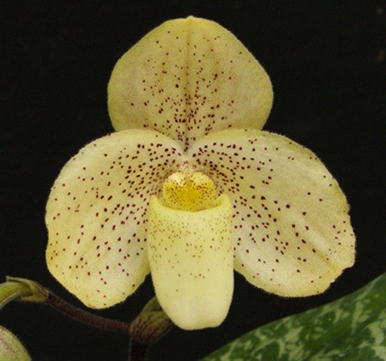 Paph. concolor – EXOTICA ORCHIDS