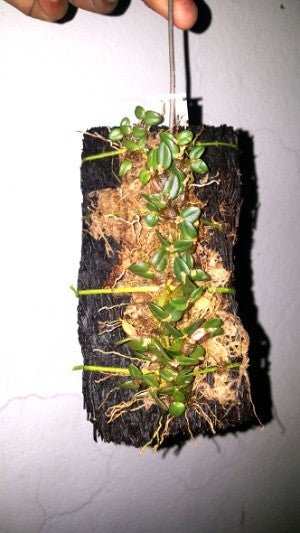 Dendrobium procumbense sp. – EXOTICA ORCHIDS