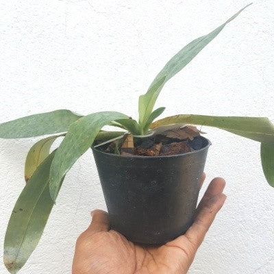 Paphiopedilium acmodontum – EXOTICA ORCHIDS