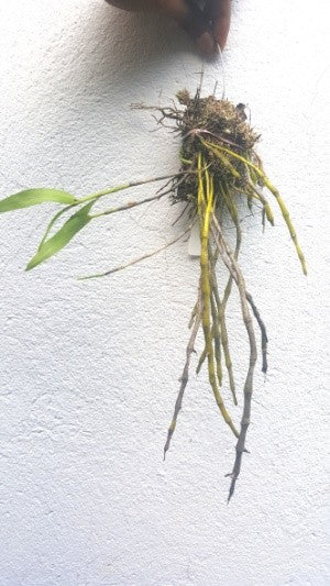 Dendrobium transparens – EXOTICA ORCHIDS