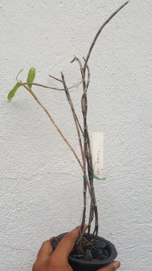 Dendrobium henryi sp. – EXOTICA ORCHIDS
