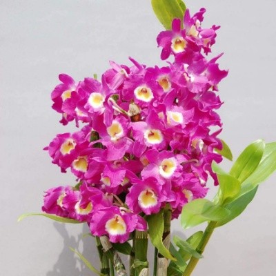 Dendrobium Pink Beauty Queen – EXOTICA ORCHIDS