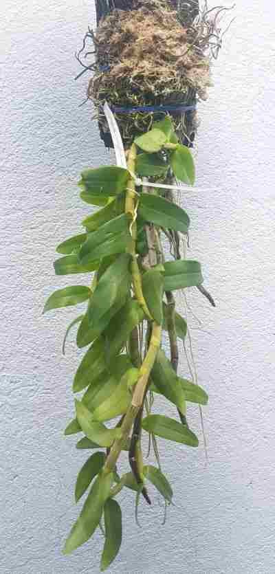 Dendrobium Mentor (Polyanthum X Anosmum) – EXOTICA ORCHIDS