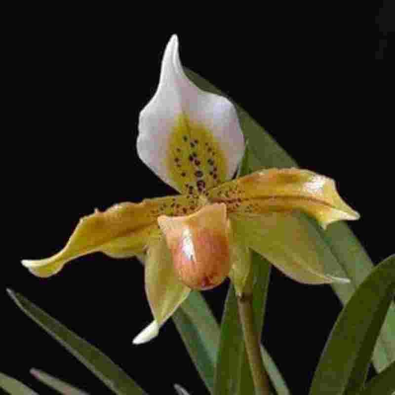 Paph. exul 'Jagged' – EXOTICA ORCHIDS