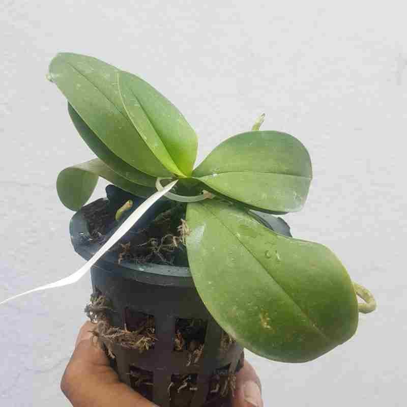 Phalaenopsis Formosa Dream 'Wilson' – EXOTICA ORCHIDS