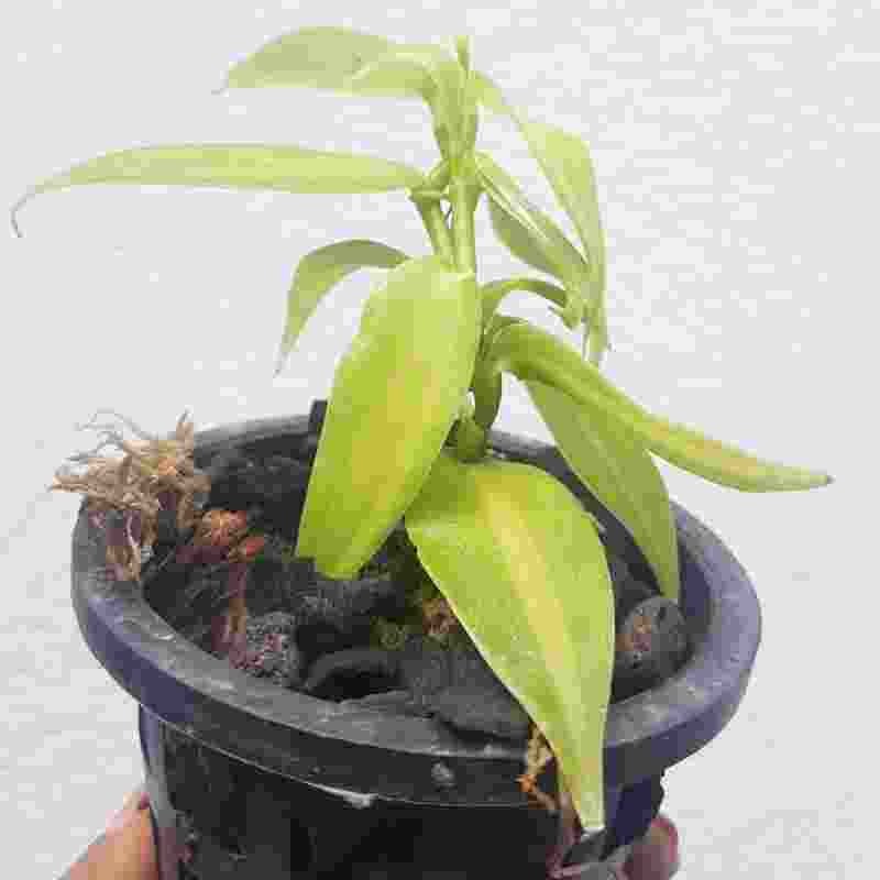 Vanilla parvifolia variegated (Rooted Plant) – EXOTICA ORCHIDS