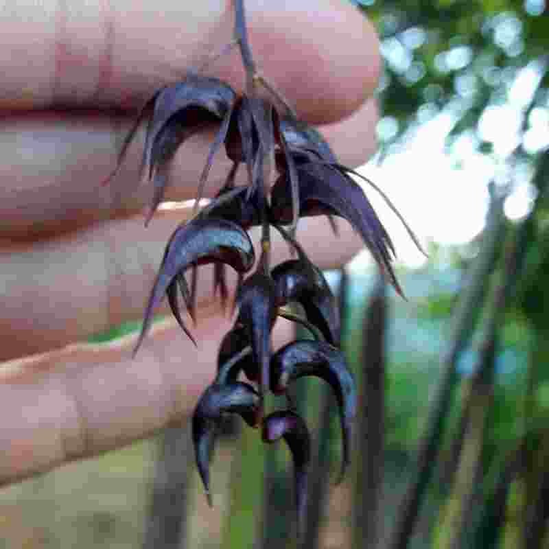 Dendrobium strongylanthum fma. black sp. – EXOTICA ORCHIDS