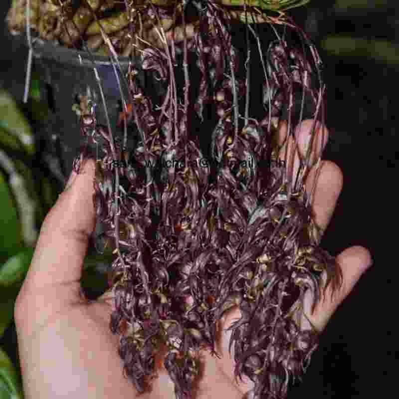 Dendrobium strongylanthum fma. black sp. – EXOTICA ORCHIDS