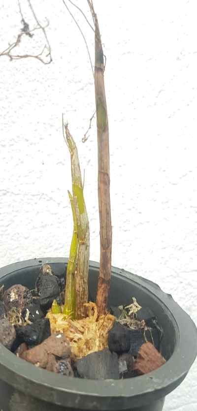 Dendrobium strongylanthum fma. black sp. – EXOTICA ORCHIDS