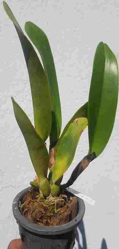 Rlc. Hey Song – EXOTICA ORCHIDS