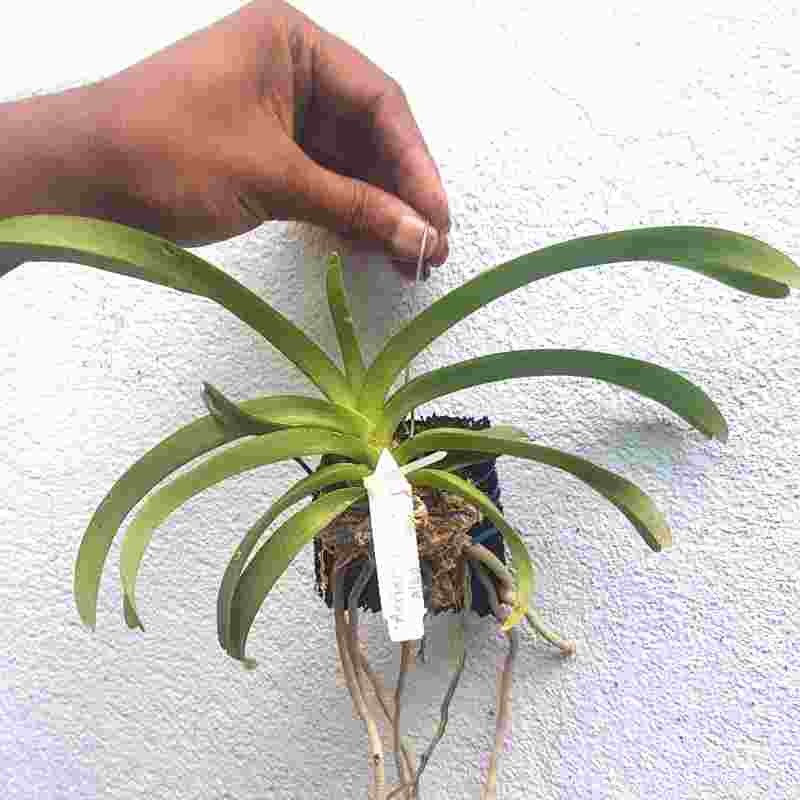 Aerides rosea fma. alba sp. – EXOTICA ORCHIDS