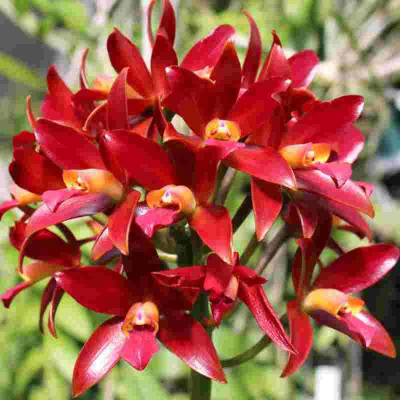 Lc. Chocolate Drops – EXOTICA ORCHIDS