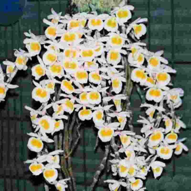 Dendrobium primulinium var. Laos – EXOTICA ORCHIDS