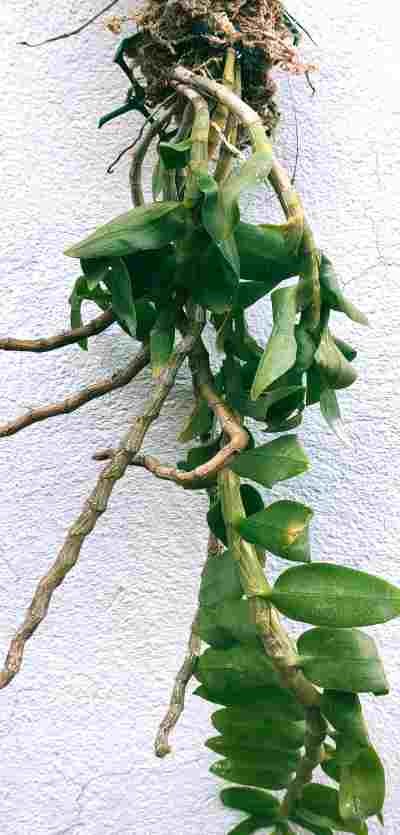 Dendrobium primulinium var. Laos – EXOTICA ORCHIDS
