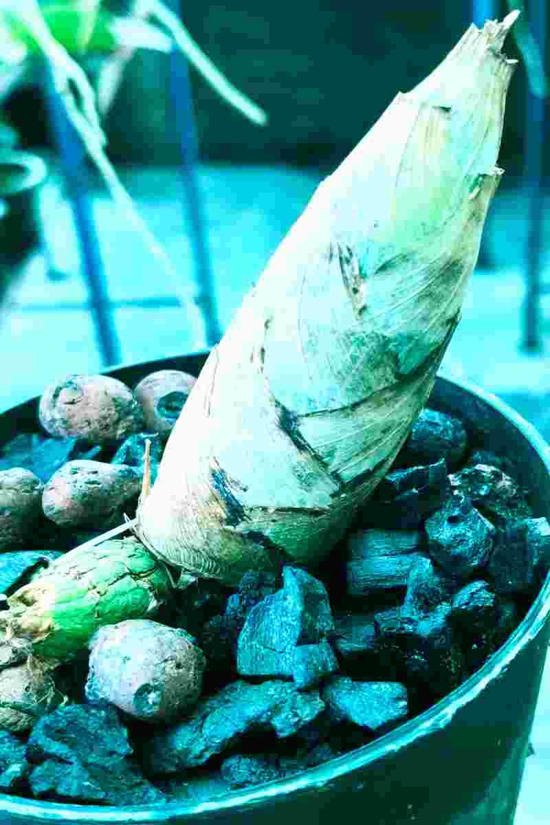 Cycnoches Jumbo Puff – EXOTICA ORCHIDS