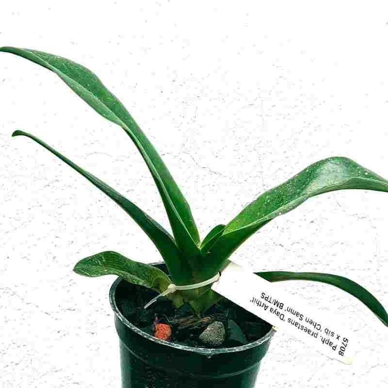 Paph. praestans 'Daya Arthit X Sib 'Chen Samn' - BM - TPS – EXOTICA ORCHIDS