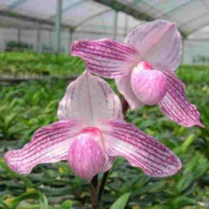 Path. niveum '2744 Selection' X Paph. stonei In - Charm - BM - TPS ...