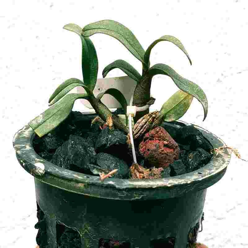 Dendrobium bellatulum sp. – EXOTICA ORCHIDS