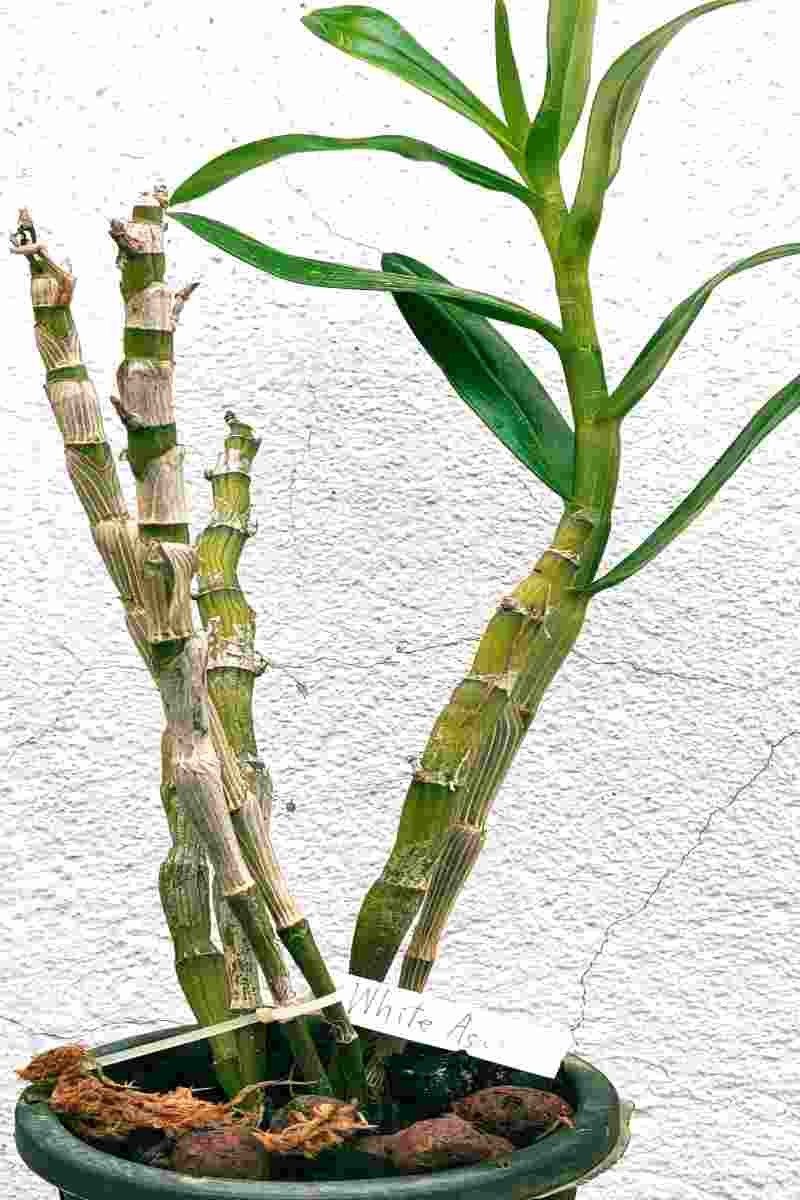 Dendrobium Tokai Shi – EXOTICA ORCHIDS