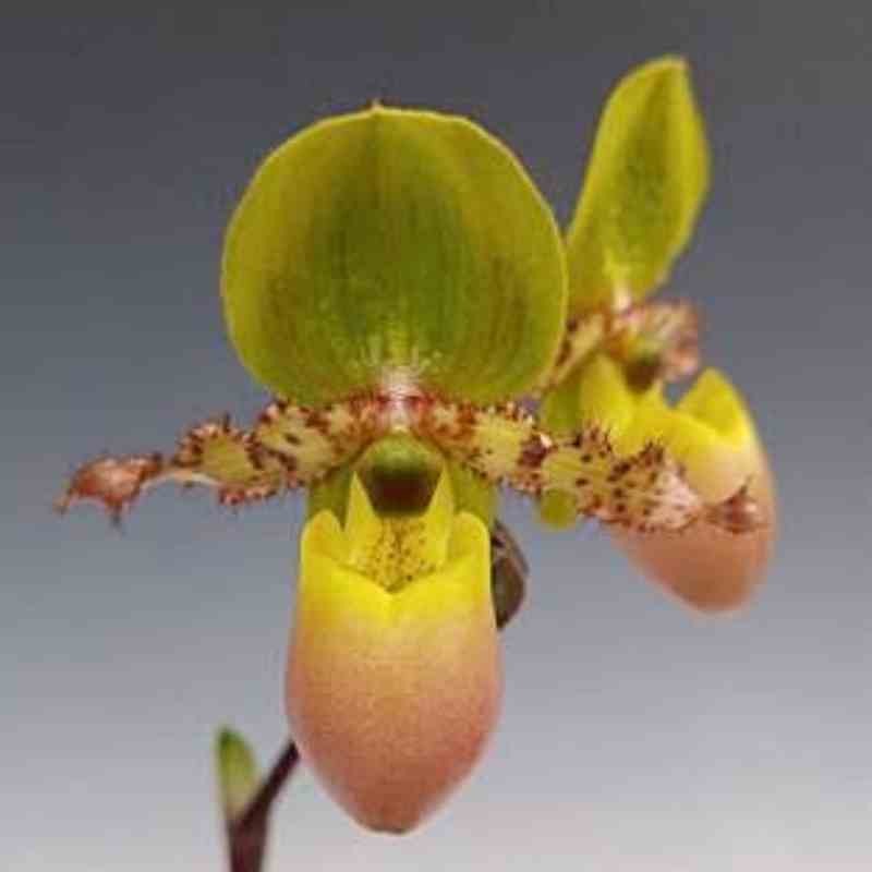 Paph. primulinium var. purpurascens – EXOTICA ORCHIDS