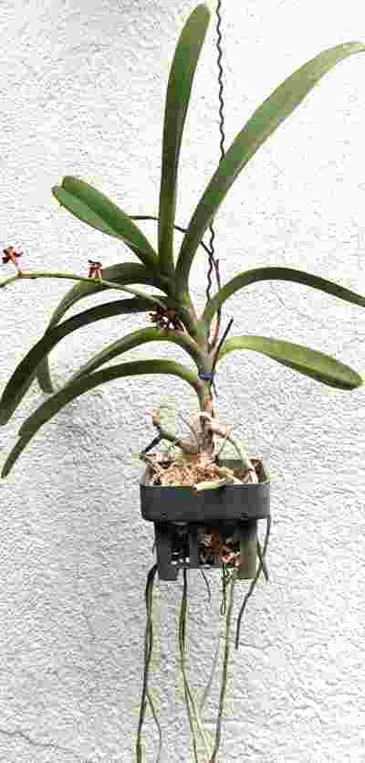 Acampe ochracea X Rhyn. gigantea var. red – EXOTICA ORCHIDS