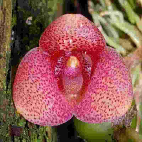 Trias - Bulbophyllum intermedia – EXOTICA ORCHIDS