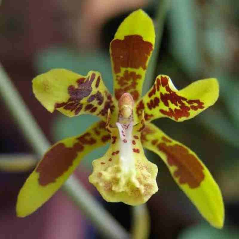 Graphorkis concolor sp. – EXOTICA ORCHIDS