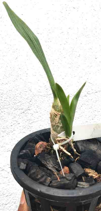 Graphorkis concolor sp. – EXOTICA ORCHIDS