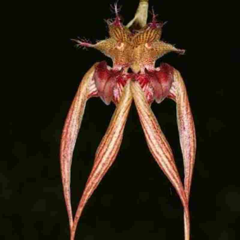 Bulb. bicolor X Bulb. fascinator – EXOTICA ORCHIDS