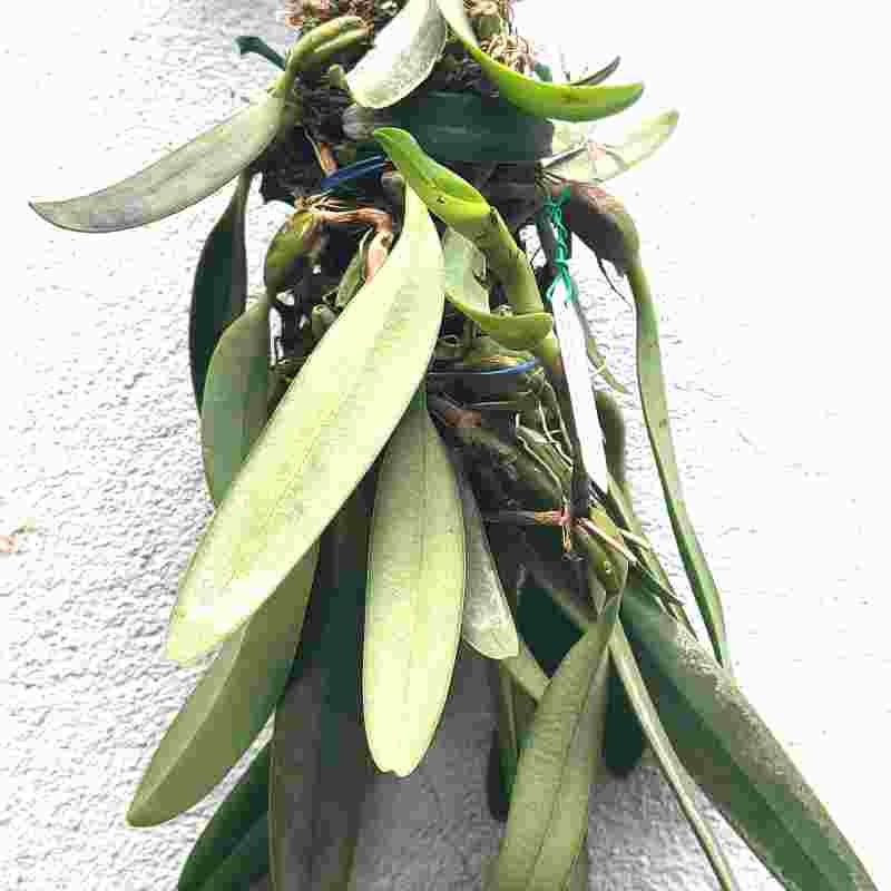 Bulb. bicolor X Bulb. fascinator – EXOTICA ORCHIDS