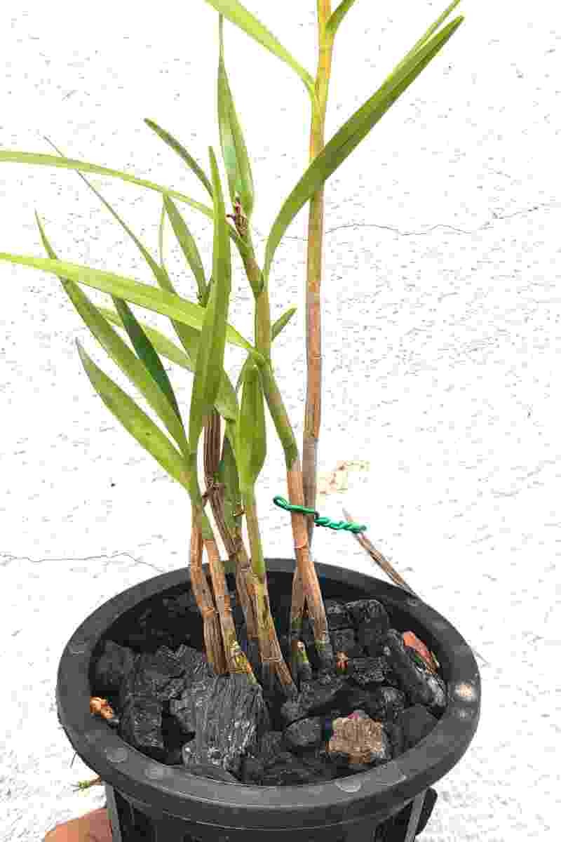 Dimerandra emerginata var. alba sp. – EXOTICA ORCHIDS