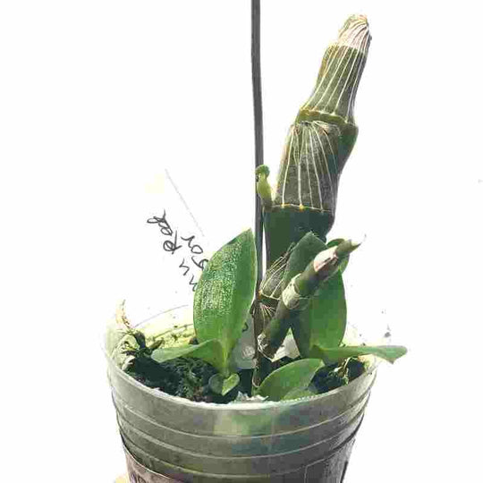 Dendrobium Tianmu Red 'Emperor' – EXOTICA ORCHIDS