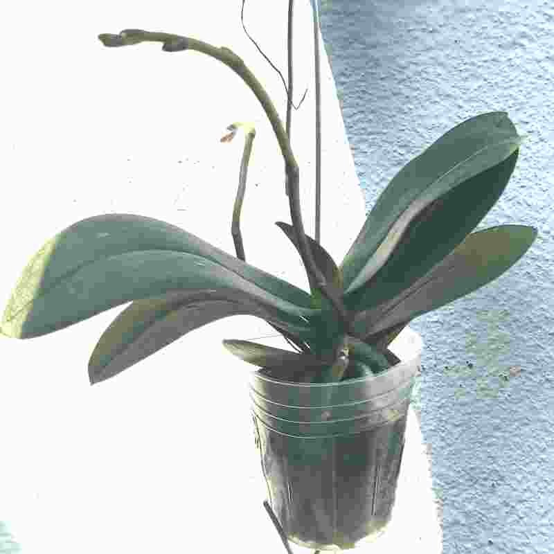 Dtps. Lianher Happy Shell – EXOTICA ORCHIDS