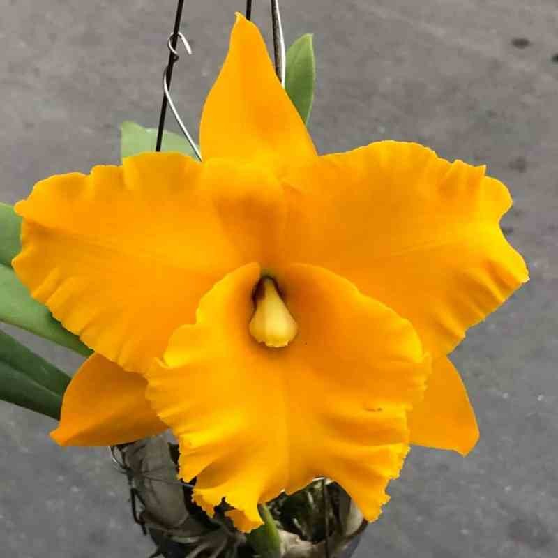 Rlc. Golden Diamond – EXOTICA ORCHIDS
