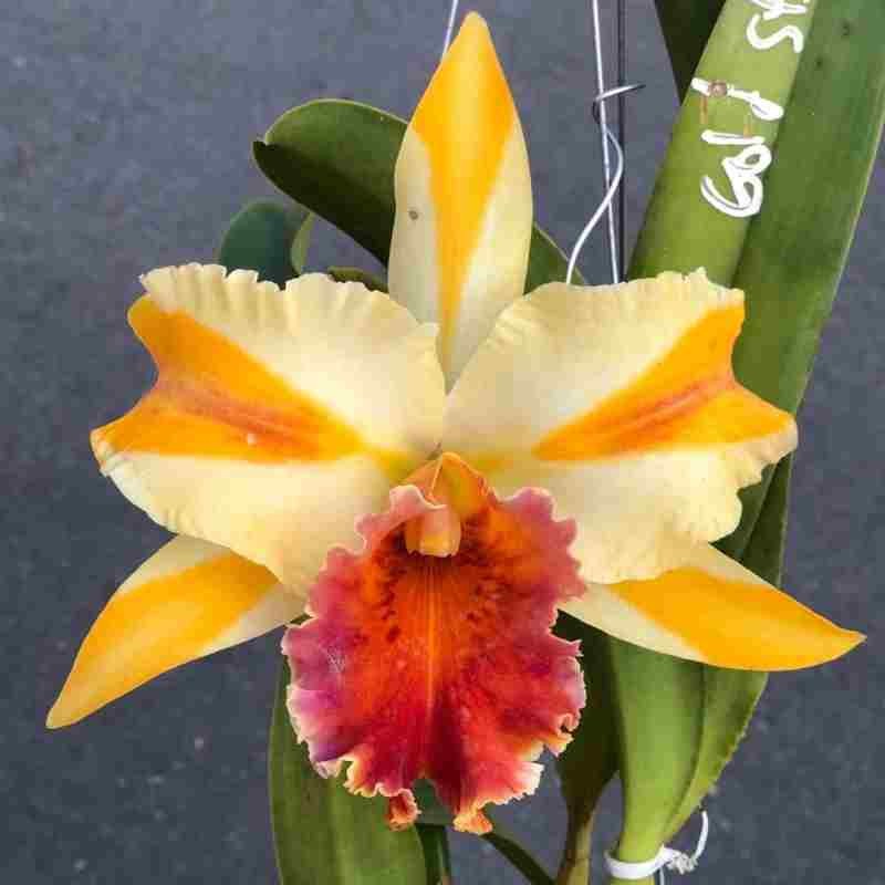 Rlc. Amazing Thailand 'Gold Star' – EXOTICA ORCHIDS