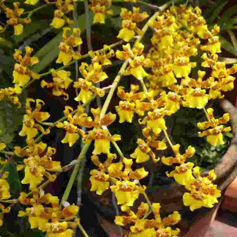 Oncidium sphacelatum sp. – EXOTICA ORCHIDS