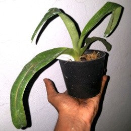 Paph. Mount Toro (Stonei X Philipinense) – EXOTICA ORCHIDS