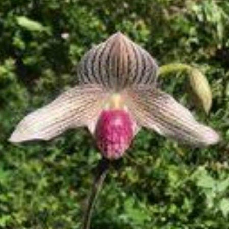 Paph. bellatulum X Paph. Lady Isabel – EXOTICA ORCHIDS