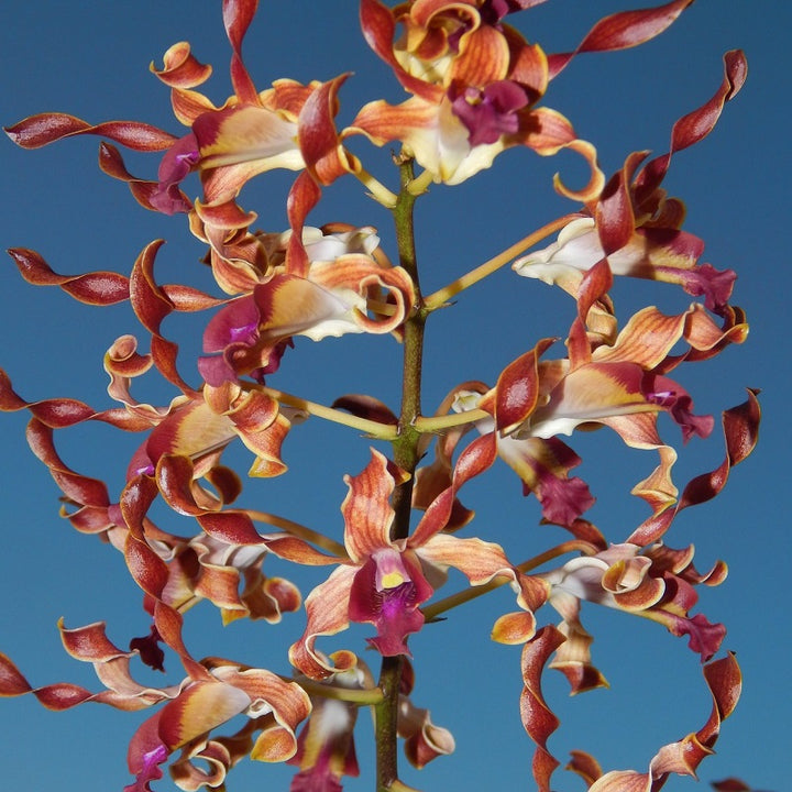 Dendrobium Jairak Antelope "Chocolate" – EXOTICA ORCHIDS