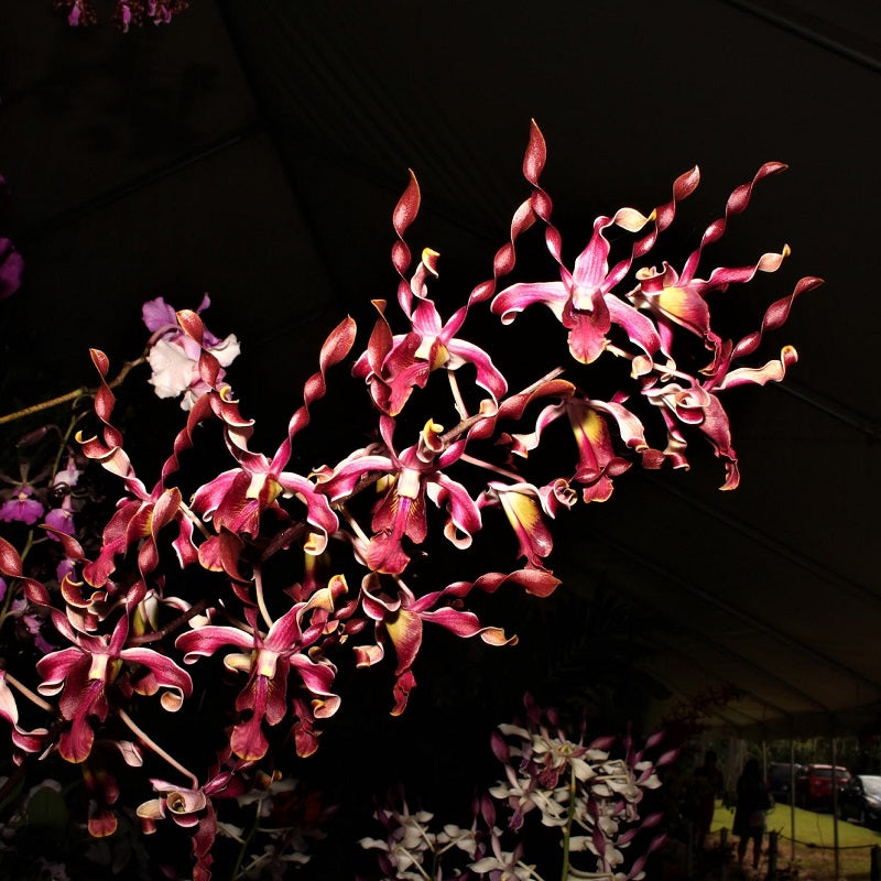 Dendrobium Jairak Fire Horn 'Cooper Prince' AM/AOS. – EXOTICA ORCHIDS