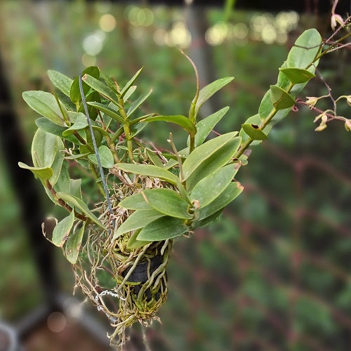 Epidendrum diffusum sp. – EXOTICA ORCHIDS