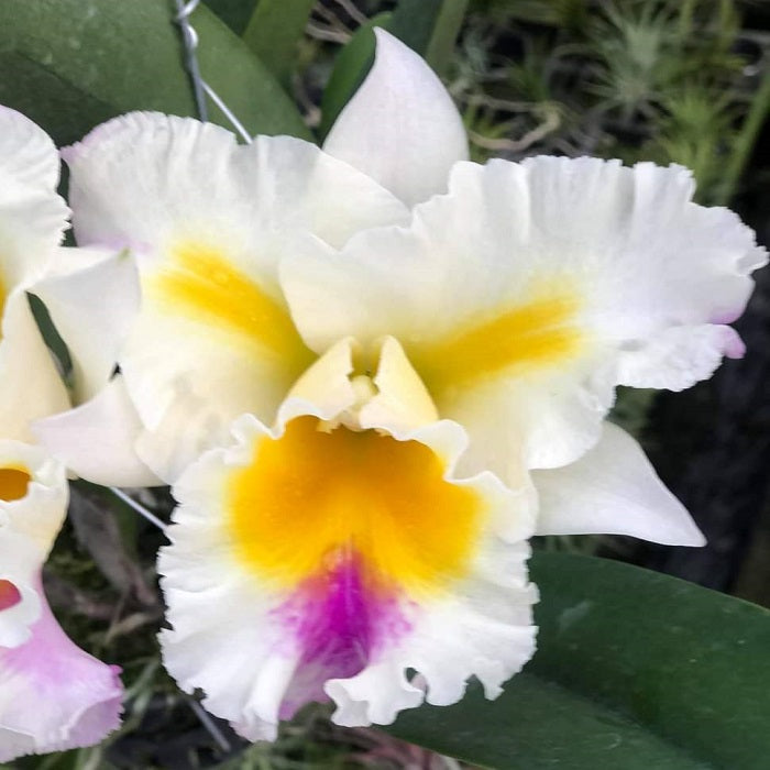 Rlc. Hadyai Delight X Rlc. Pachara Fancy – EXOTICA ORCHIDS