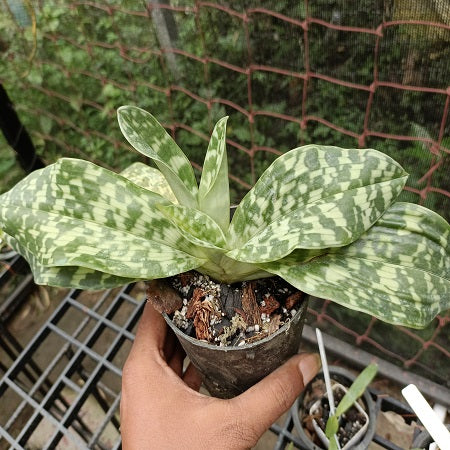 Paph. Maudiae Napa Valley X Paph. Hsinying Alex-BS – EXOTICA ORCHIDS