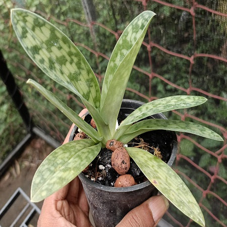 Paph. Hsinying Majakun(Janet Kunkle x Maudiae 'Napa Valley' HCC/AOS)-B ...