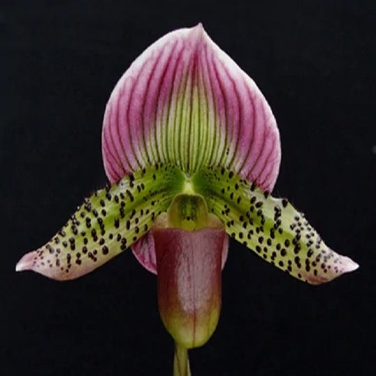 Paph. Maudiae Type 'Coloratum' – EXOTICA ORCHIDS